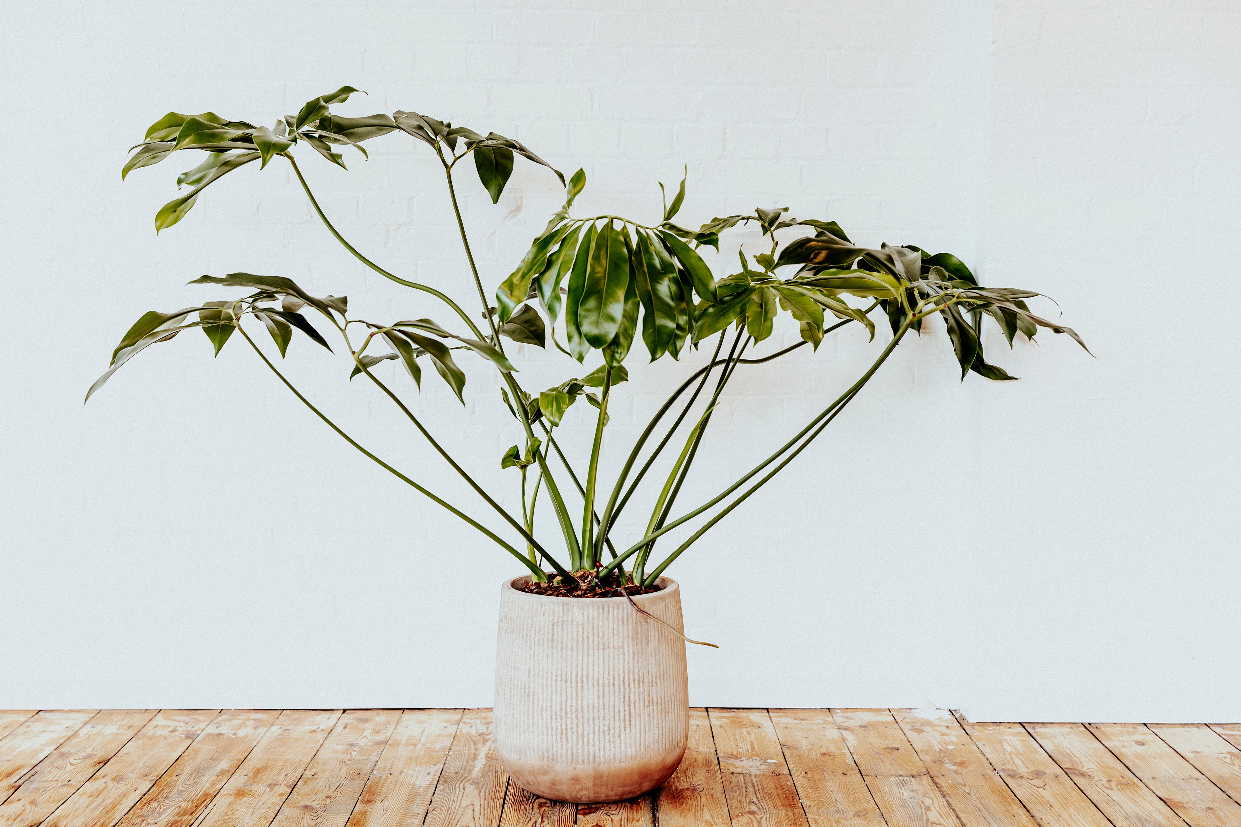 Maintenance – Underleaf