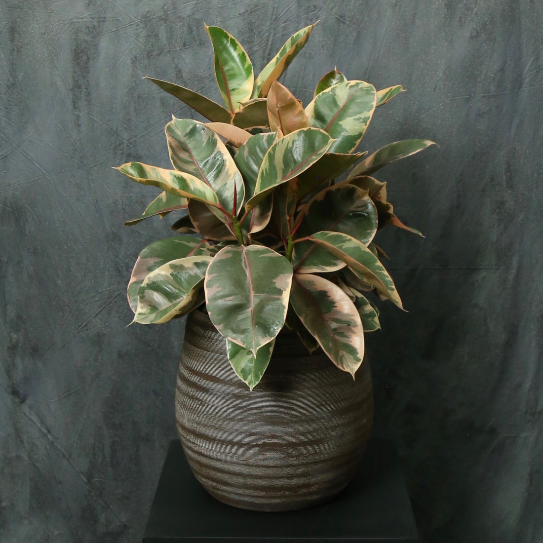 Ficus elastica 'belize' (Rubber plant) – Underleaf