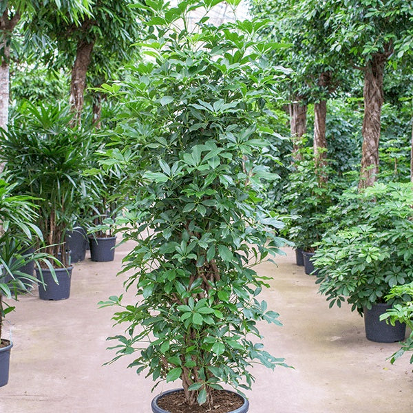 Giant Schefflera Plant